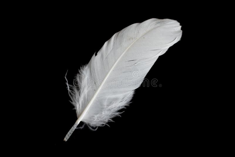 White Feather of a Goose on a Black Background Stock Image - Image of ...