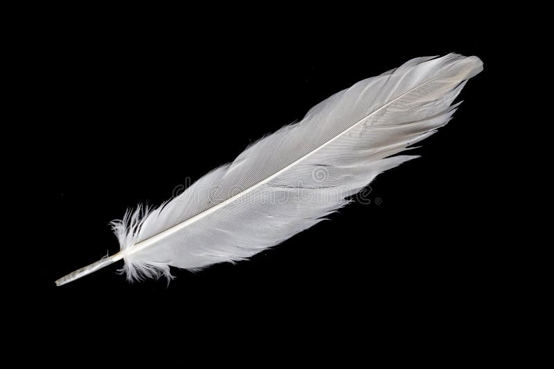 White Feather of a Goose on a Black Background Stock Photo - Image of ...