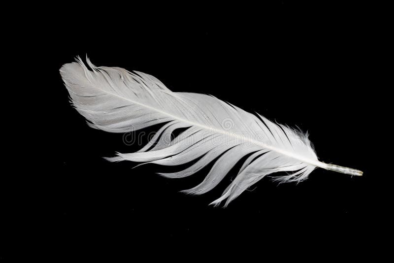 White Feather of a Goose on a Black Background Stock Photo - Image of ...