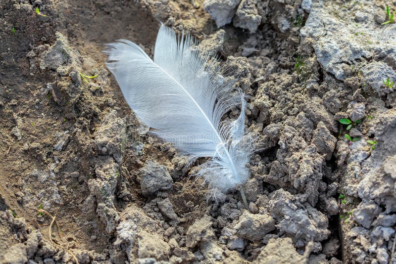 Feather on the ground stock photo. Image of avian, animal - 188612390