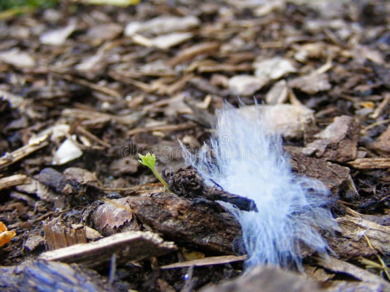 White feather on ground stock image. Image of outside - 77969095