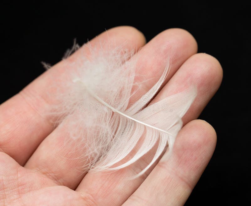 Feather in hand stock image. Image of hand, close, palm - 102687067