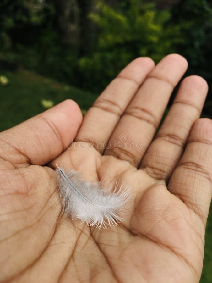 White Feather on Hand Isolated Stock Image - Image of skin, wall: 251620971