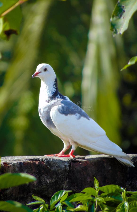 White Feather Homing Pigeon Bird Flying Against Beautiful Stock Photo ...