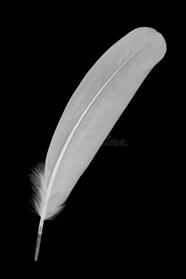 White feather stock photo. Image of individual, dreams - 20014010