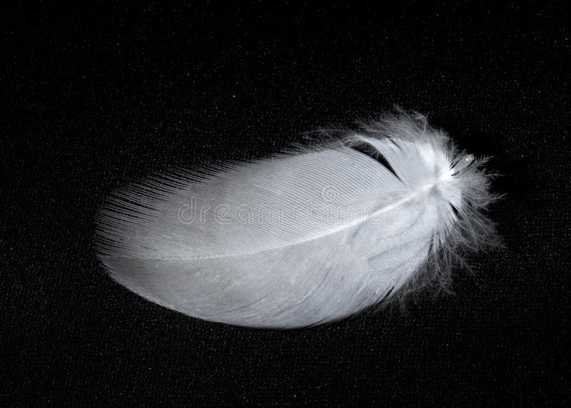 White feather stock photo. Image of group, isolated, softness - 39328704
