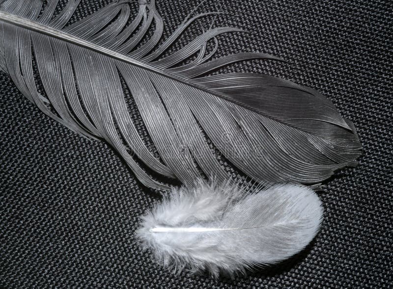 White feather stock photo. Image of bird, isolated, macro - 43790596