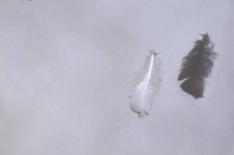 White Feather and Its Shadow on a White Wall Stock Photo - Image of ...