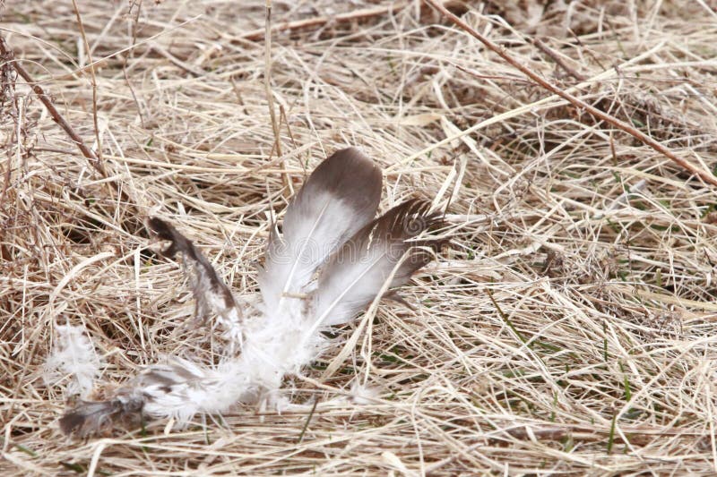White Feather Laying in Dead Grass Stock Image - Image of photograph ...