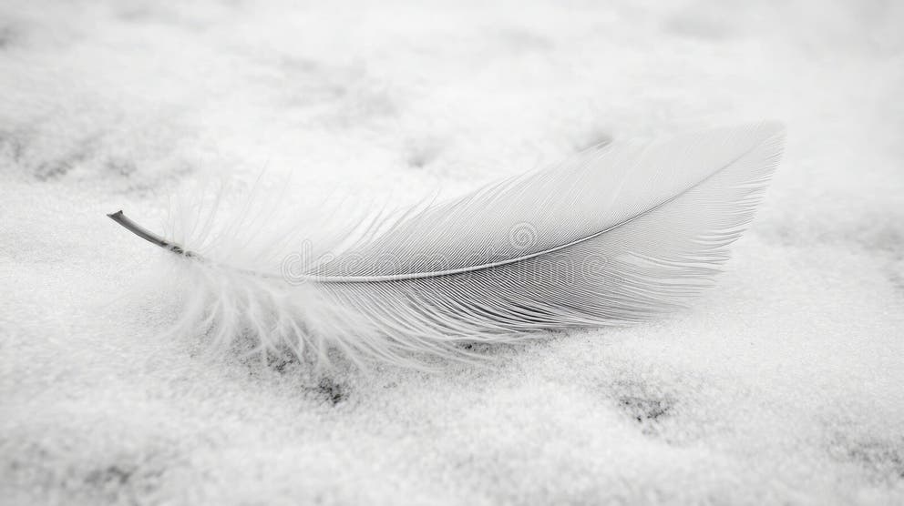 A White Feather is Laying on the Snow Stock Illustration - Illustration ...