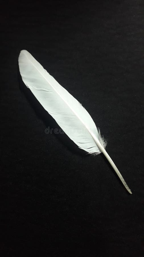 A White Feather Lying on a Jet Black Background. Stock Photo - Image of ...