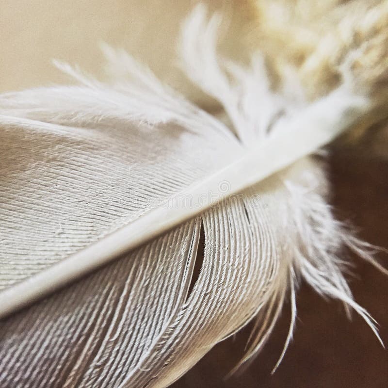 White feather editorial stock image. Image of white, macro - 55631399