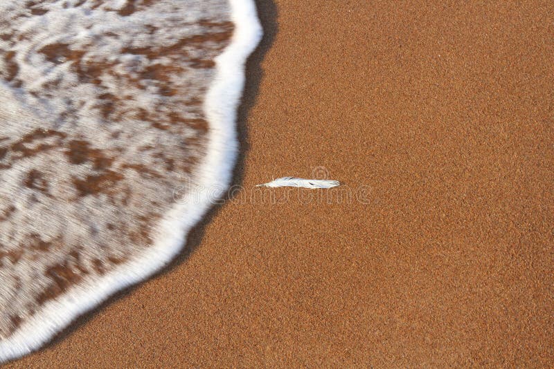 White Feather before the Onslaught of the Sea Wave Stock Image - Image ...