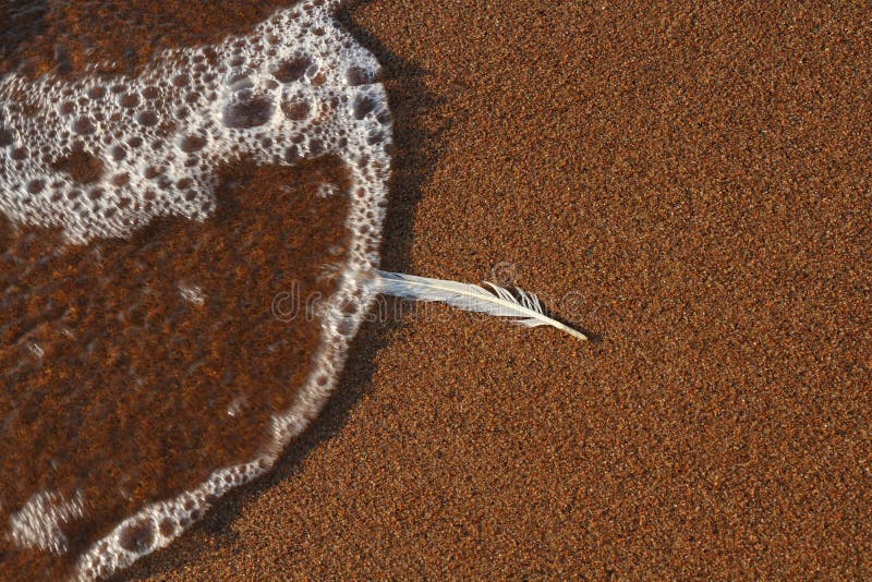 White Feather before the Onslaught of the Sea Wave Stock Photo - Image ...