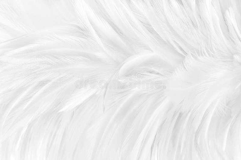 White Feather Pattern Texture for Background and Design Stock Photo ...