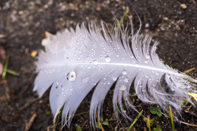 White Feather with Rain Drops B&w Photo Stock Image - Image of fragile ...