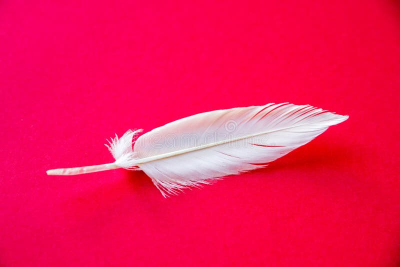 White Feather on Red Background Stock Image - Image of isolated ...