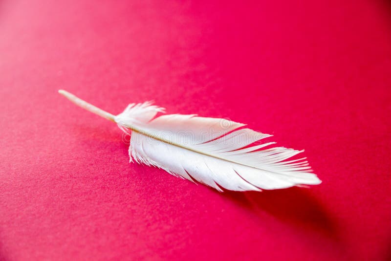 White Feather on Red Background Stock Image - Image of collection ...
