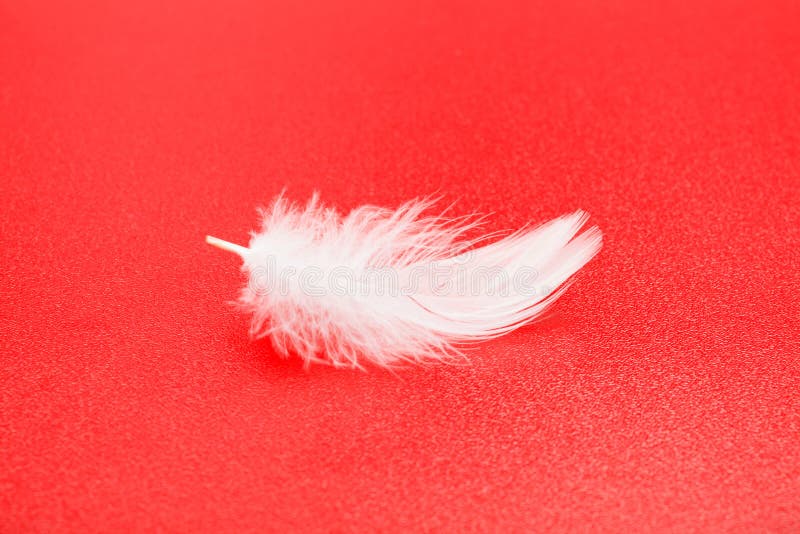 White feather on red stock photo. Image of detail, abstract - 68505954