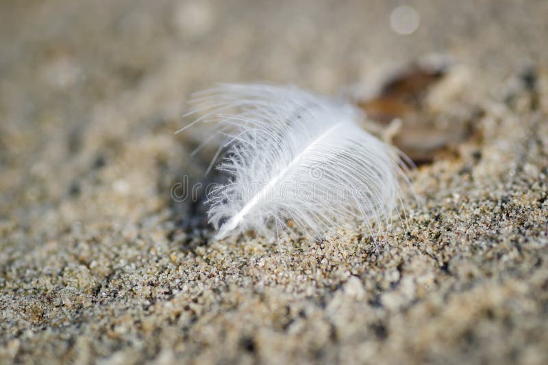 White Feather of a River Gull Stock Photo - Image of fluffy, hover ...