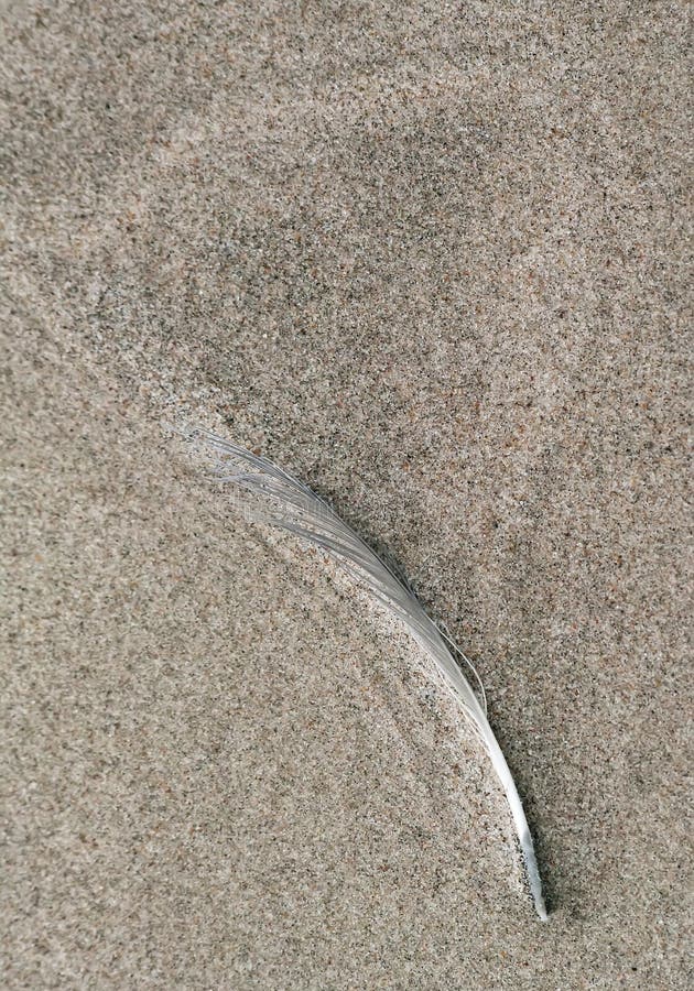 White feather on the sand stock photo. Image of standing - 39838498