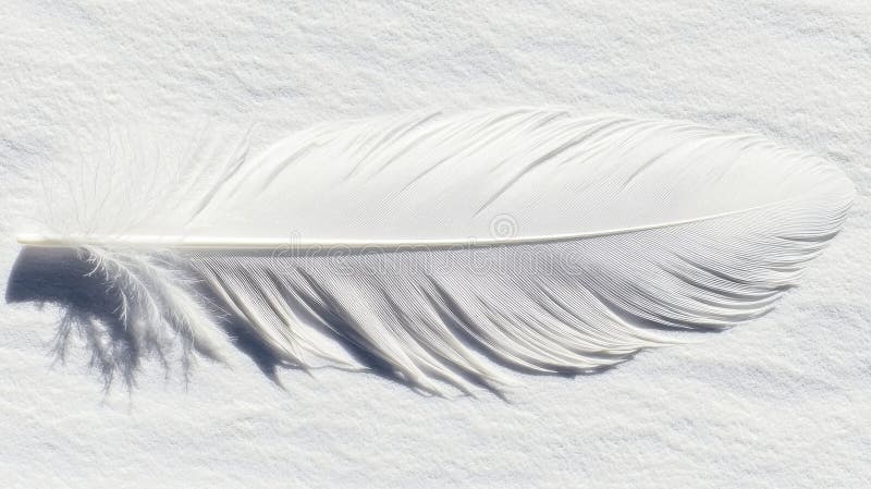 White Feather on White Surface Stock Image - Image of left, color ...