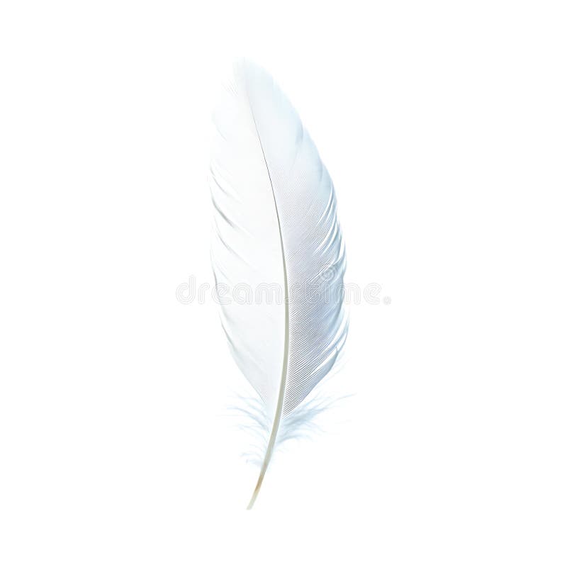 White Feather Texture High Resolution Bird Feather Image Against ...