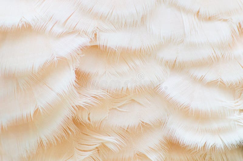 White Feather Texture stock image. Image of close, bird - 44036535