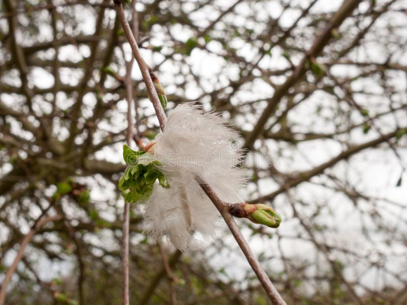 White Feather Tuft Hanging on a Tree Stock Image - Image of beautiful ...