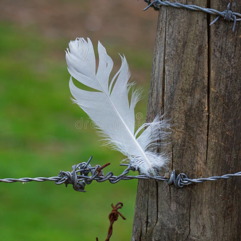 The White Feather in the Wire Fence Stock Image - Image of decorative ...