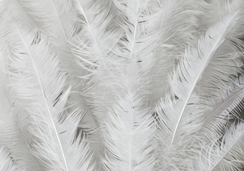 White Feather Wooly Pattern Texture Stock Illustration - Illustration ...