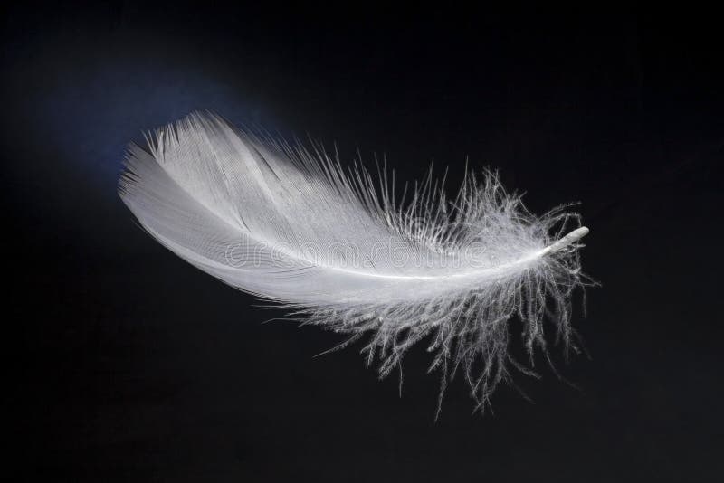 White feathers stock photo. Image of lightweight, macro - 26206332