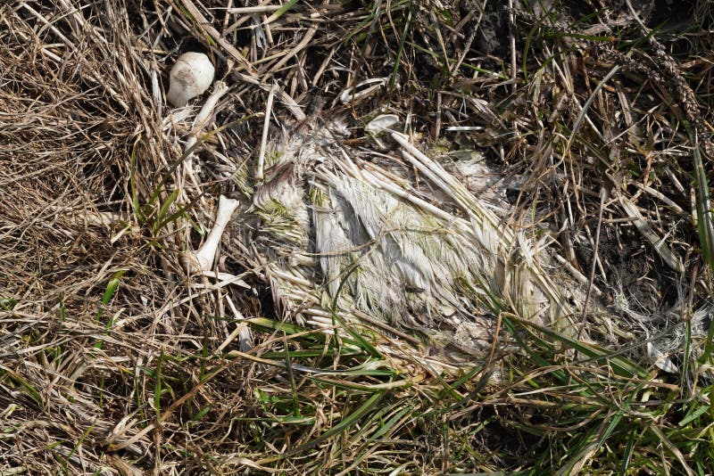 White Feathers, Bones and Remains of a Dead Bird Stock Photo - Image of ...