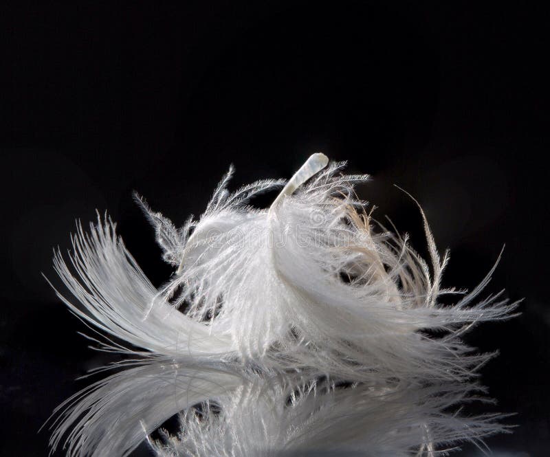 White feathers closeup stock photo. Image of closeup - 68672286