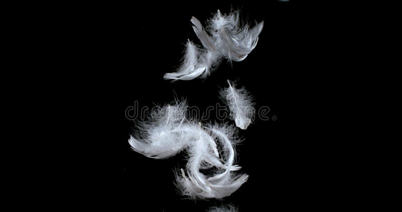 White Feathers Falling Against Black Background Stock Image - Image of ...
