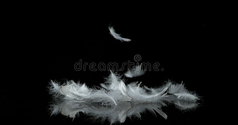 White Feathers Falling Against Black Background Stock Image - Image of ...