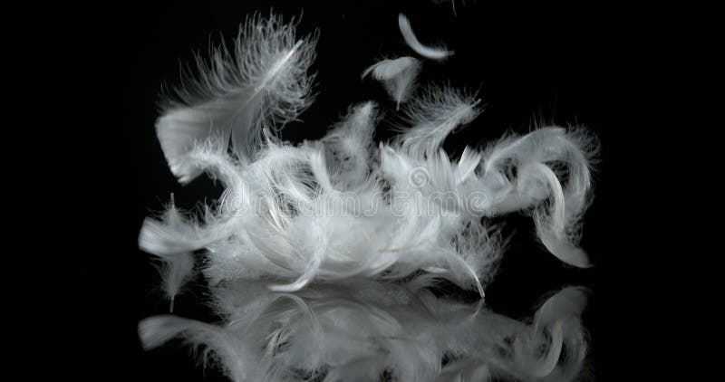 White Feathers Falling Against Black Background Stock Photo - Image of ...