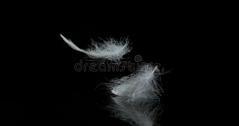 White Feathers Fall on Champagne-colored Silk Fabric. Background Video ...