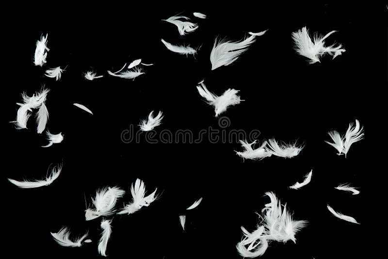 Falling Black Feathers Free Vectors | Black Feather 2