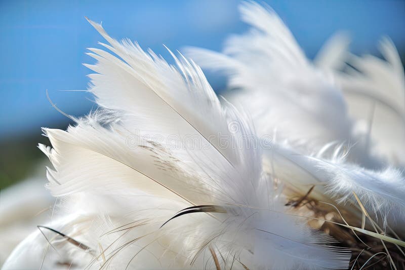 White Feathers, Fluttering in the Breeze on a Sunny Day Stock ...