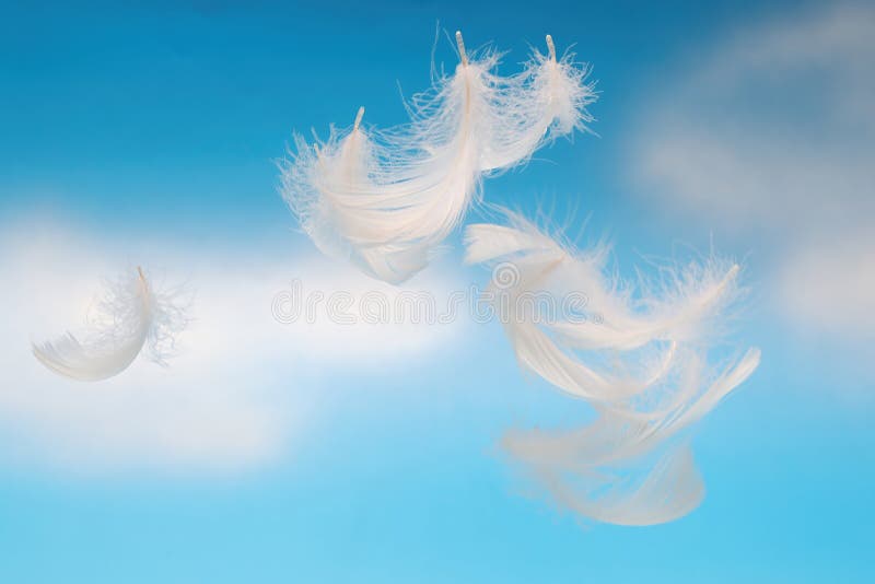 White Feathers Isolated on a Blue Sly Background. Stock Photo - Image ...
