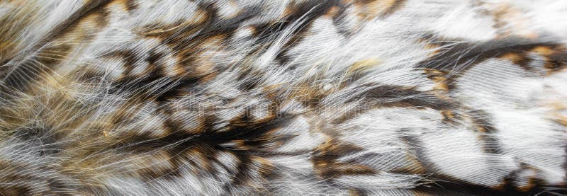 White and White Feathers of the Owl Stock Image - Image of animal ...