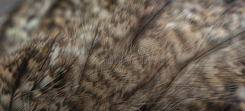 White and White Feathers of the Owl Stock Image - Image of bird ...