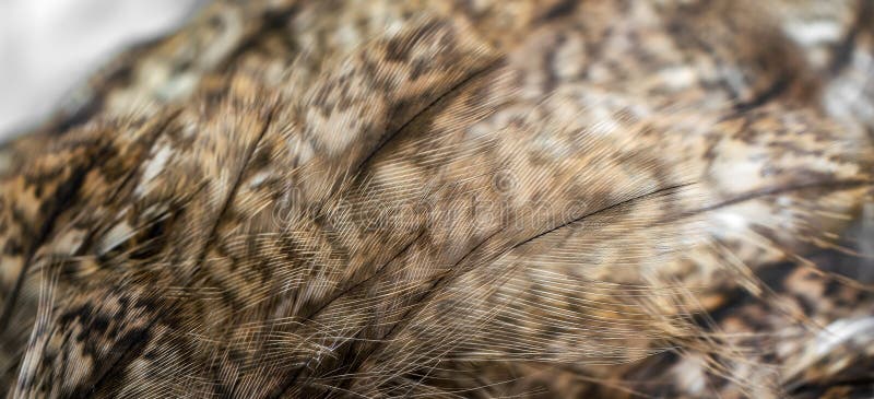 White and White Feathers of the Owl Stock Image - Image of horizontal ...