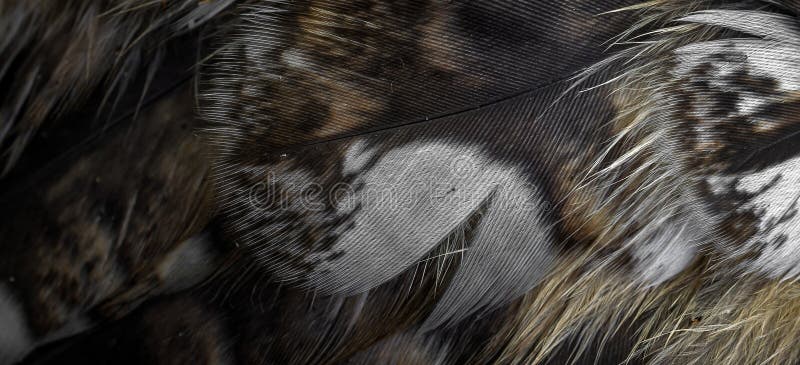 White and White Feathers of the Owl Stock Photo - Image of animal ...