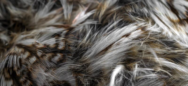 White and White Feathers of the Owl Stock Photo - Image of look, animal ...