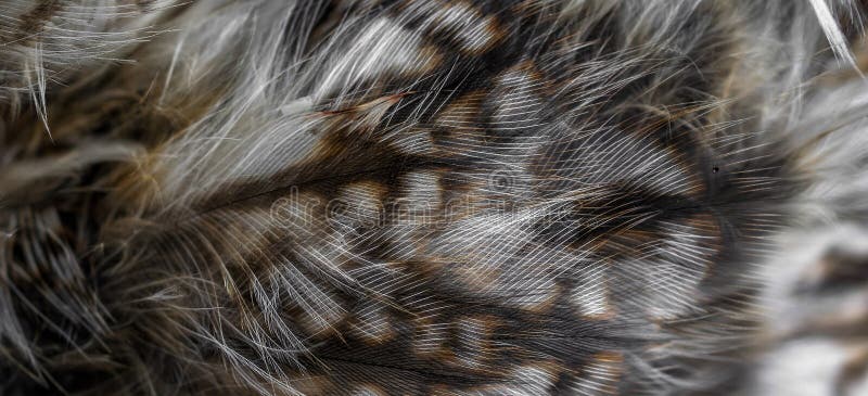 White and White Feathers of the Owl Stock Image - Image of look, black ...
