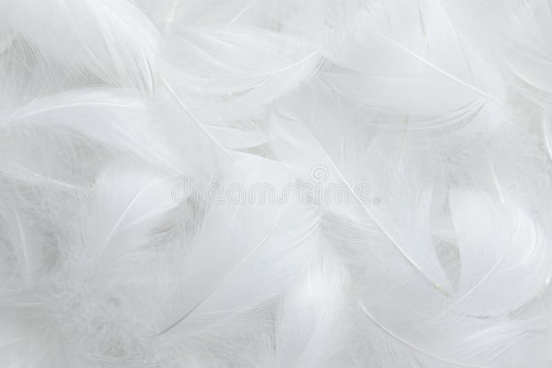 White Feathers Texture Background. Swan Feathers. Stock Image - Image ...