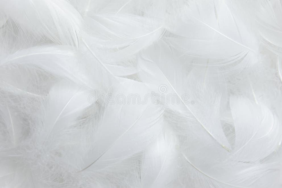 White Feathers Texture Background. Swan Feathers. Stock Image - Image ...