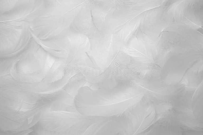 White Feathers Texture Background. Swan Feathers. Stock Photo - Image ...